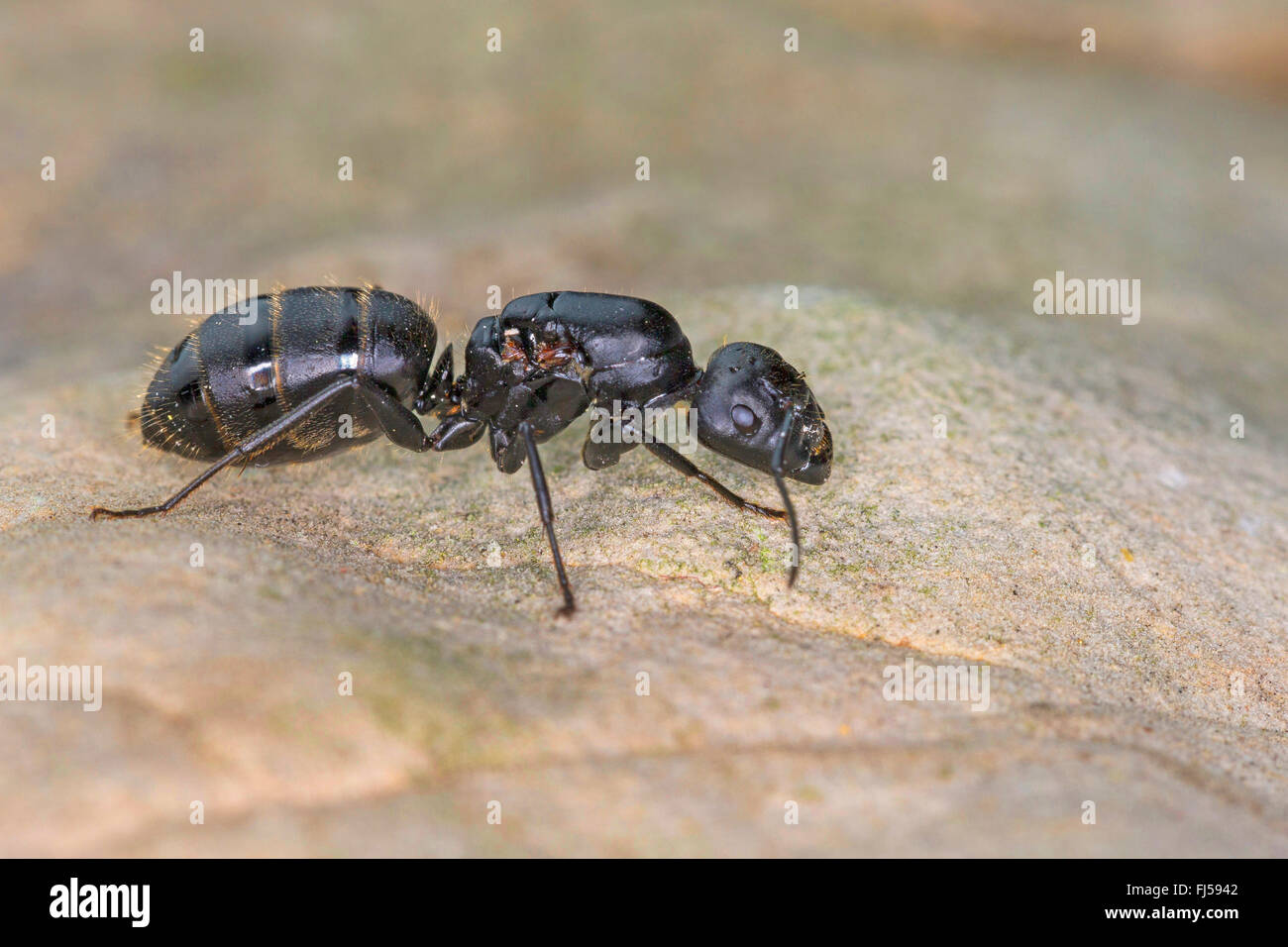 Oak carpenter ant (Camponotus vagus), Queen, Germany Stock Photo - Alamy