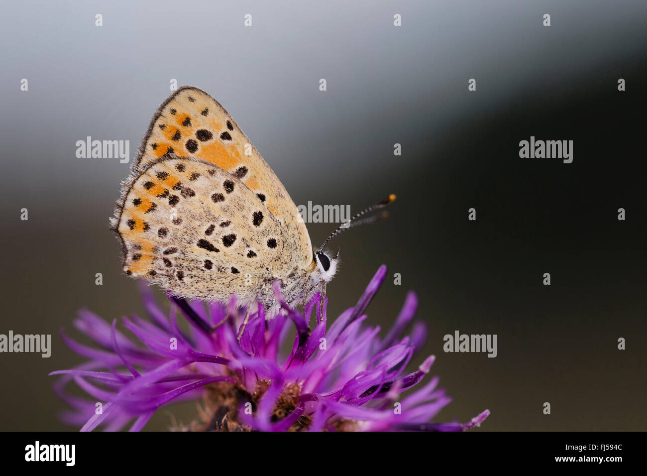 sooty copper (Heodes tityrus, Loweia tityrus, Loweia tityrus, Lycaena ...