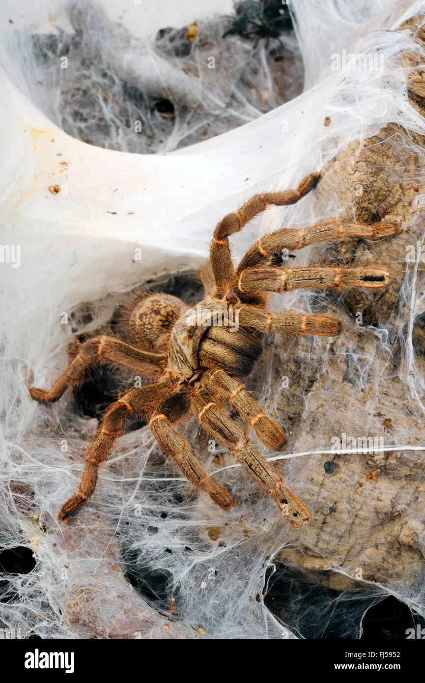 Killimanjaro mustard baboon spider (Pterinochilus chordatus), crawling ...