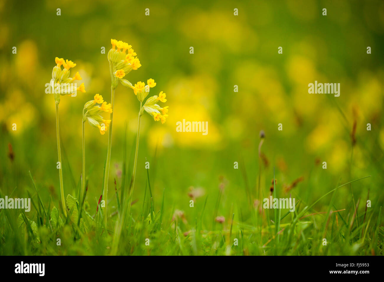 Cowslip, Common cowslip Cowslip primrose (Primula veris, Primula ...