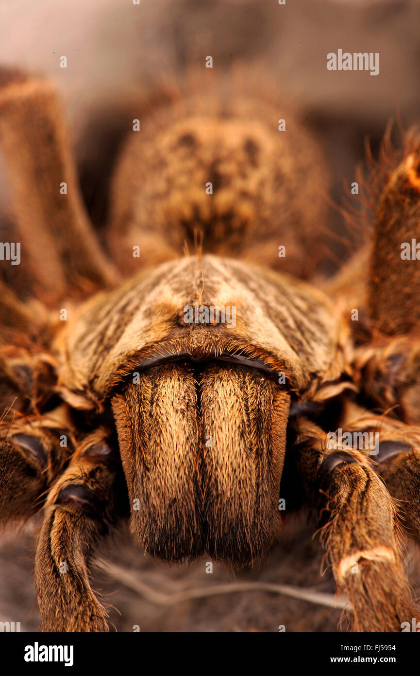 Baboon spider web hi-res stock photography and images - Alamy