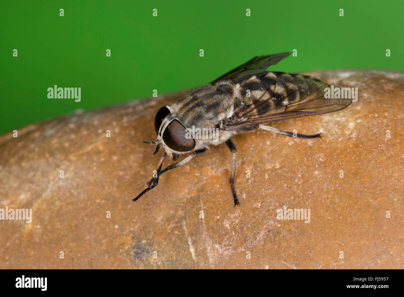 Large Marsh Horsefly (Tabanus autumnalis), female, Germany Stock Photo ...