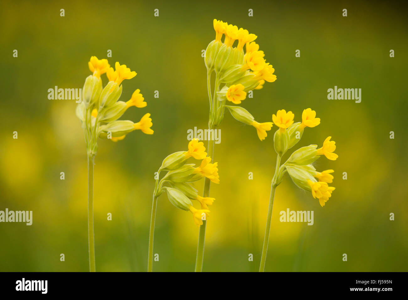 Cowslip, Common cowslip Cowslip primrose (Primula veris, Primula ...