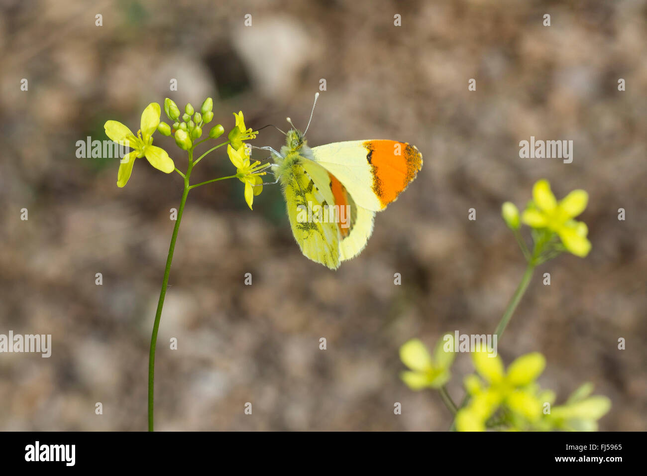 Anthocharis belia euphenoides hi-res stock photography and images - Alamy
