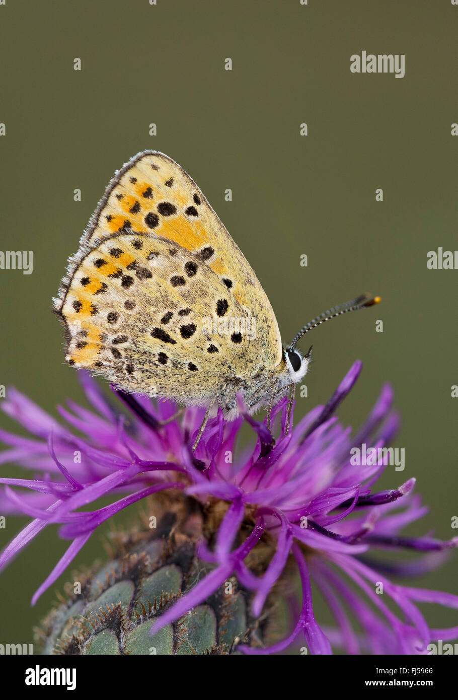 sooty copper (Heodes tityrus, Loweia tityrus, Loweia tityrus, Lycaena ...