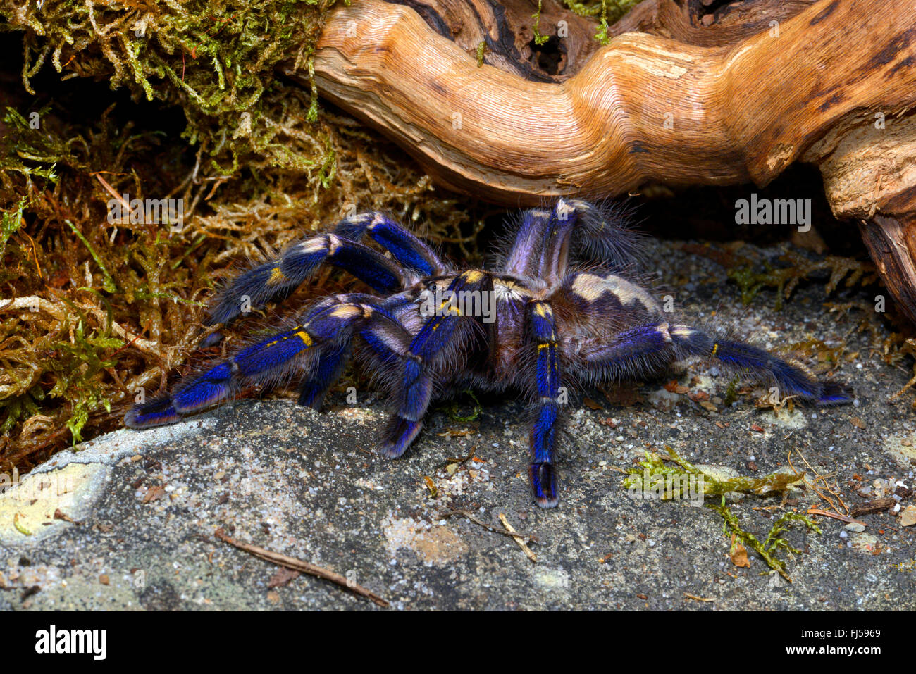 Metallic Blue Ornamental Tree Spider
