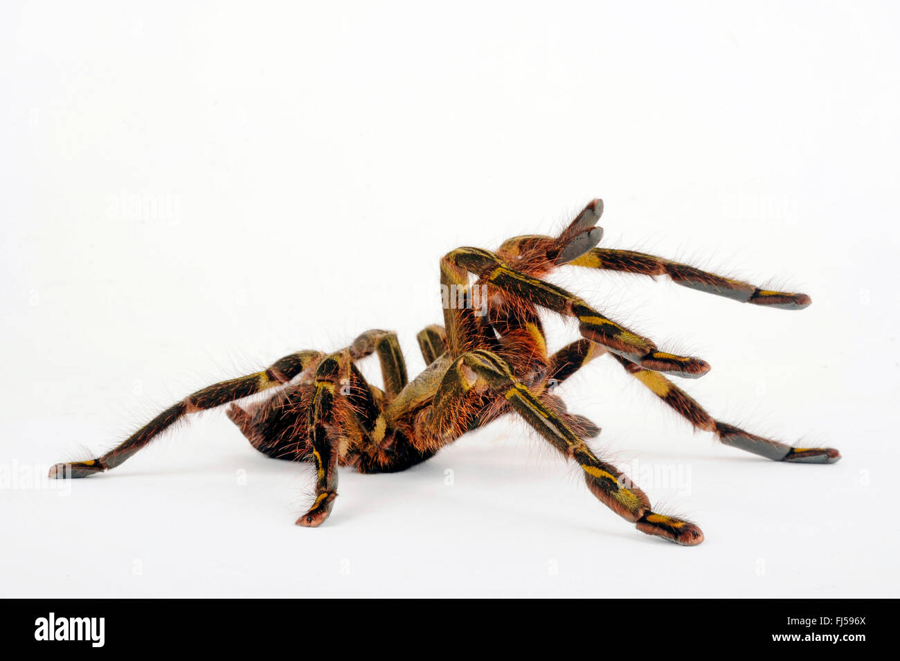Redslate ornamental tarantula (Poecilotheria rufilata), in defence ...