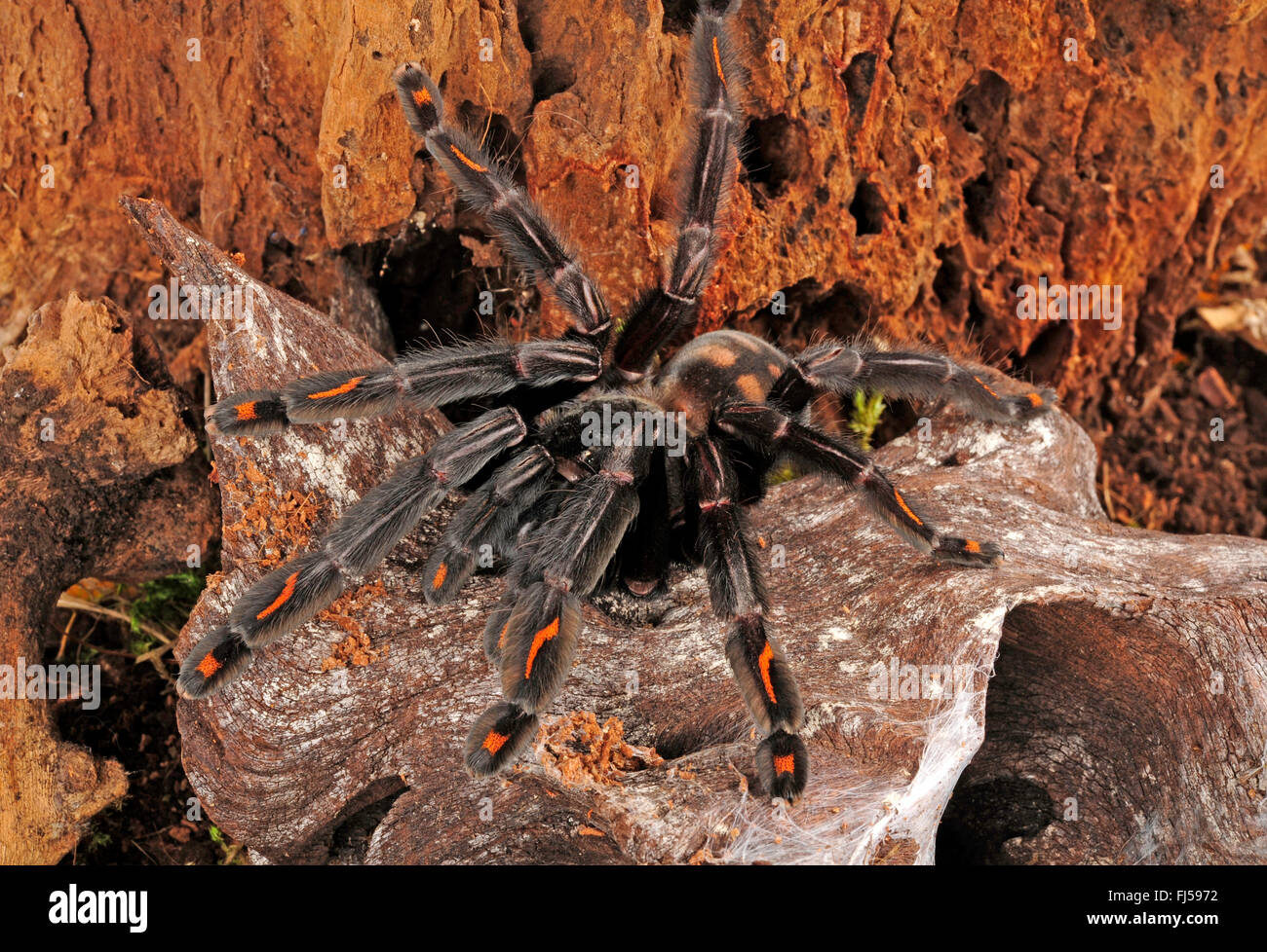 Venezuelan suntiger, Venezuelan Sun Tiger (Psalmopoeus irminia), on a ...
