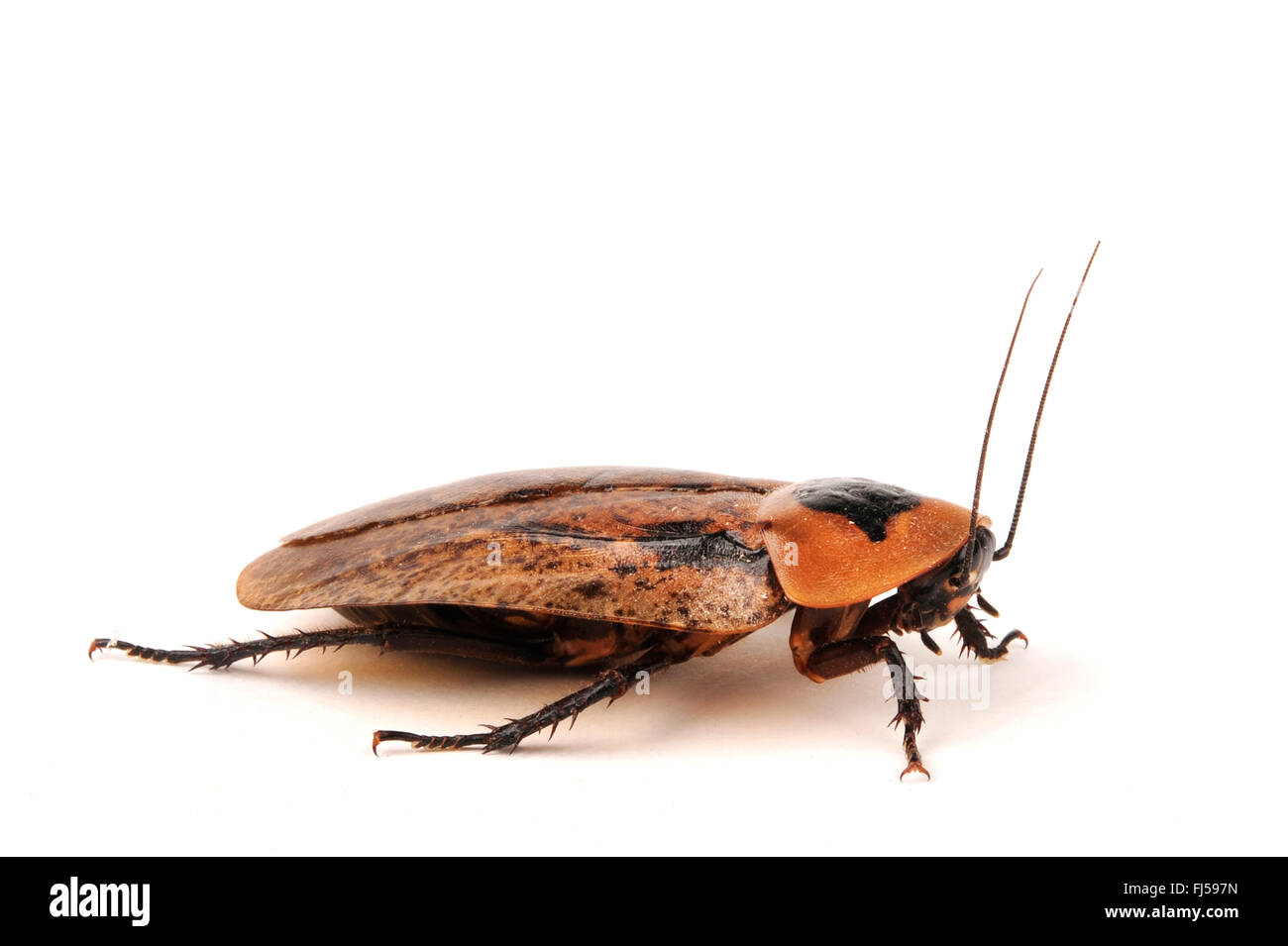 Giant cockroaches Cut Out Stock Images & Pictures - Alamy