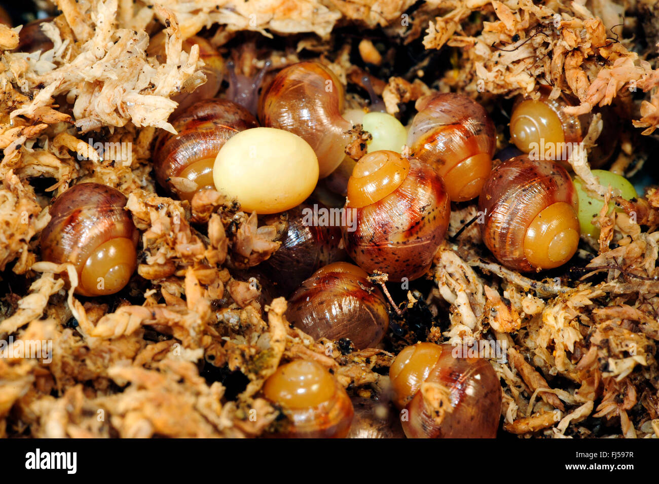 slippery moss snails, pillar snails (Achatia spec.), egg and newly ...