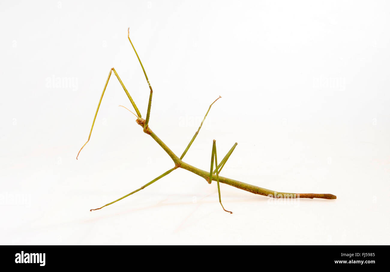 Annam walking stick hi-res stock photography and images - Alamy