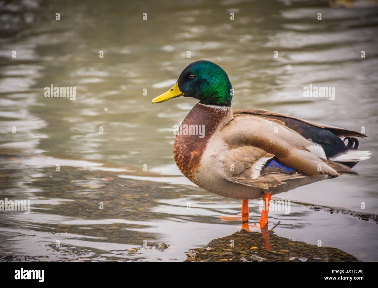 Duck standing on water Stock Photo - Alamy