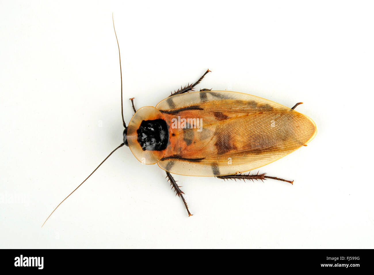 death's head cockroach (Blaberus craniifer), cuut-out Stock Photo - Alamy