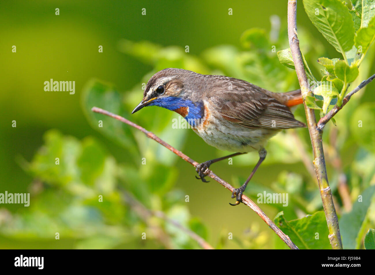 bluethroat (Luscinia svecica svecica), male sits on a birch, Finland ...