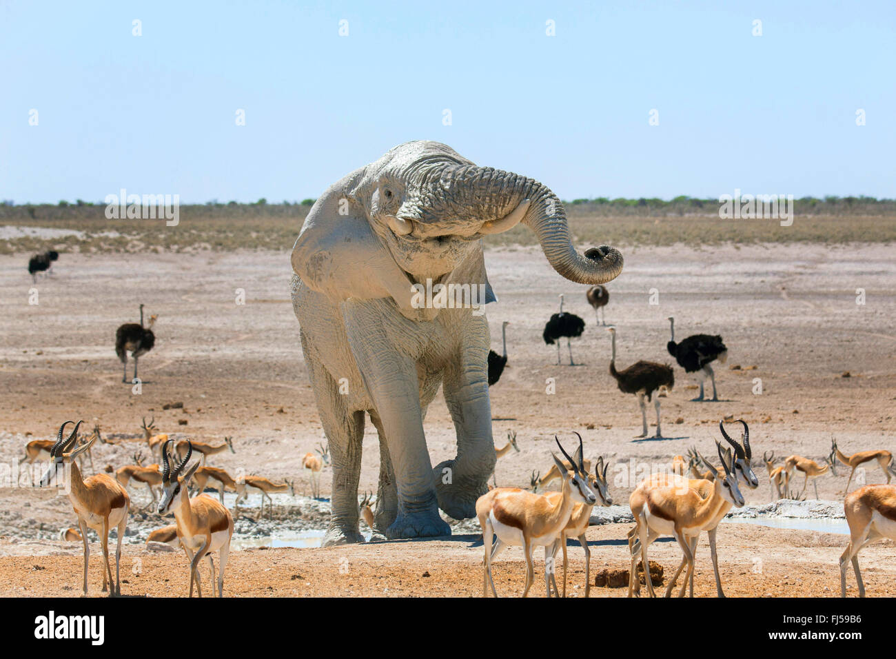 African elephant (Loxodonta africana), elefant after mud bath in a ...