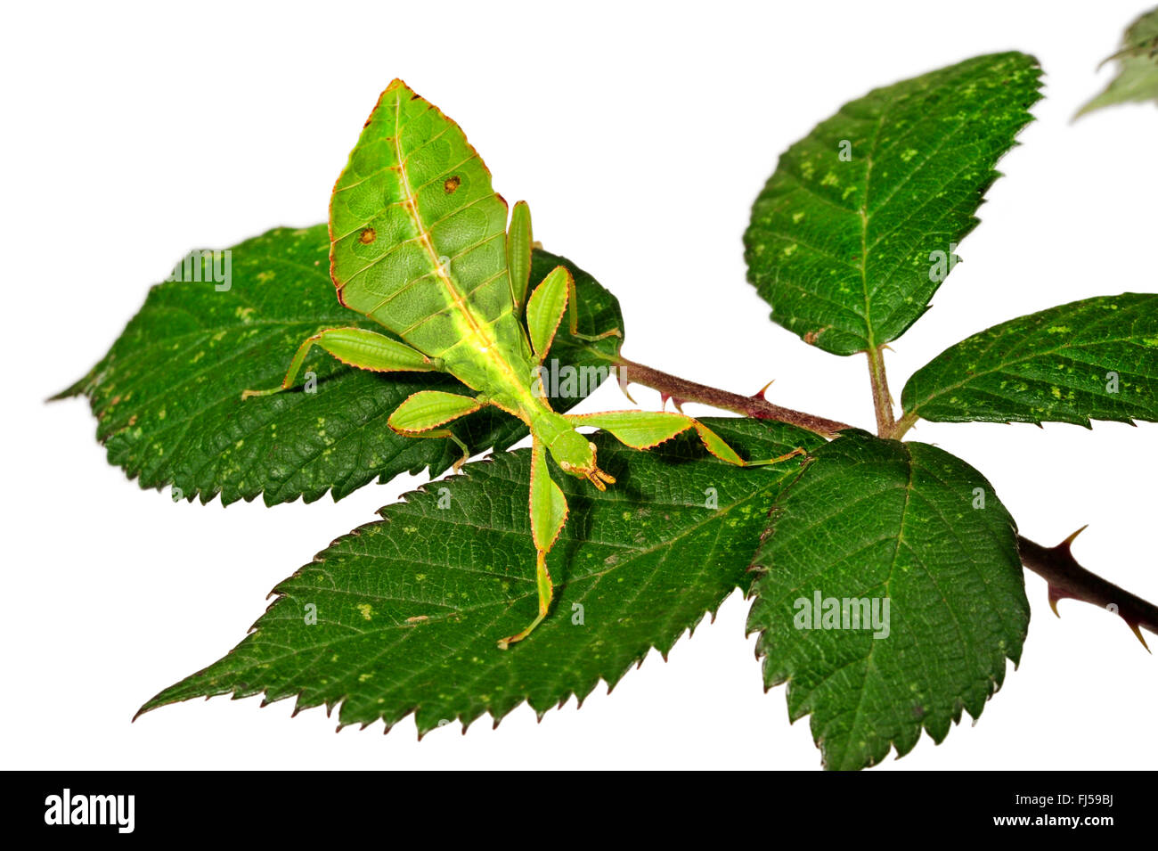 Celebes Leaf Insect, leaf insect, walking leave (Phyllium celebicum ...