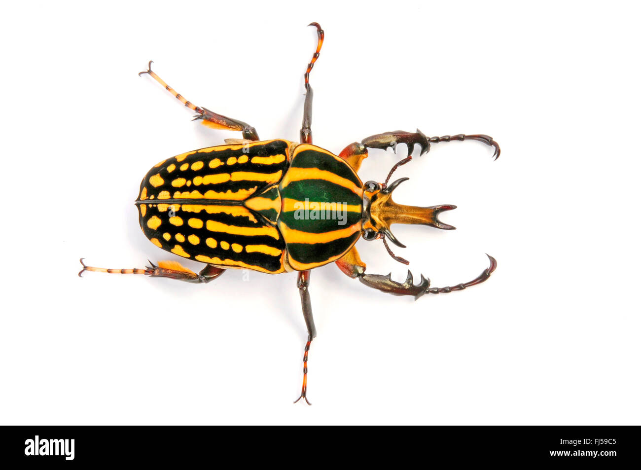 Black rose chafer hi-res stock photography and images - Alamy