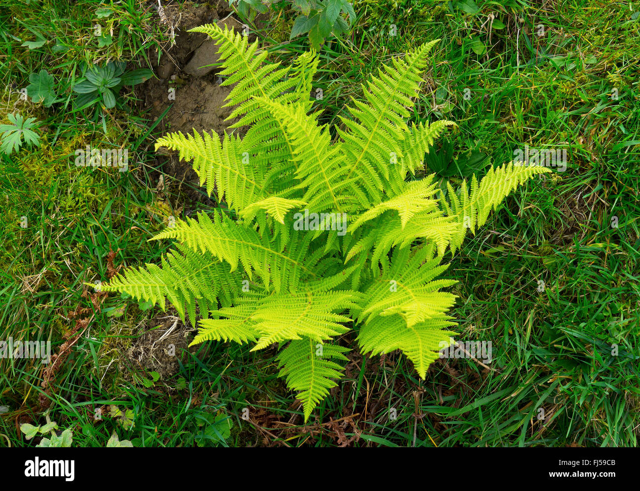 Lady fern, Common lady-fern (Athyrium filix-femina), farn in a meadow ...