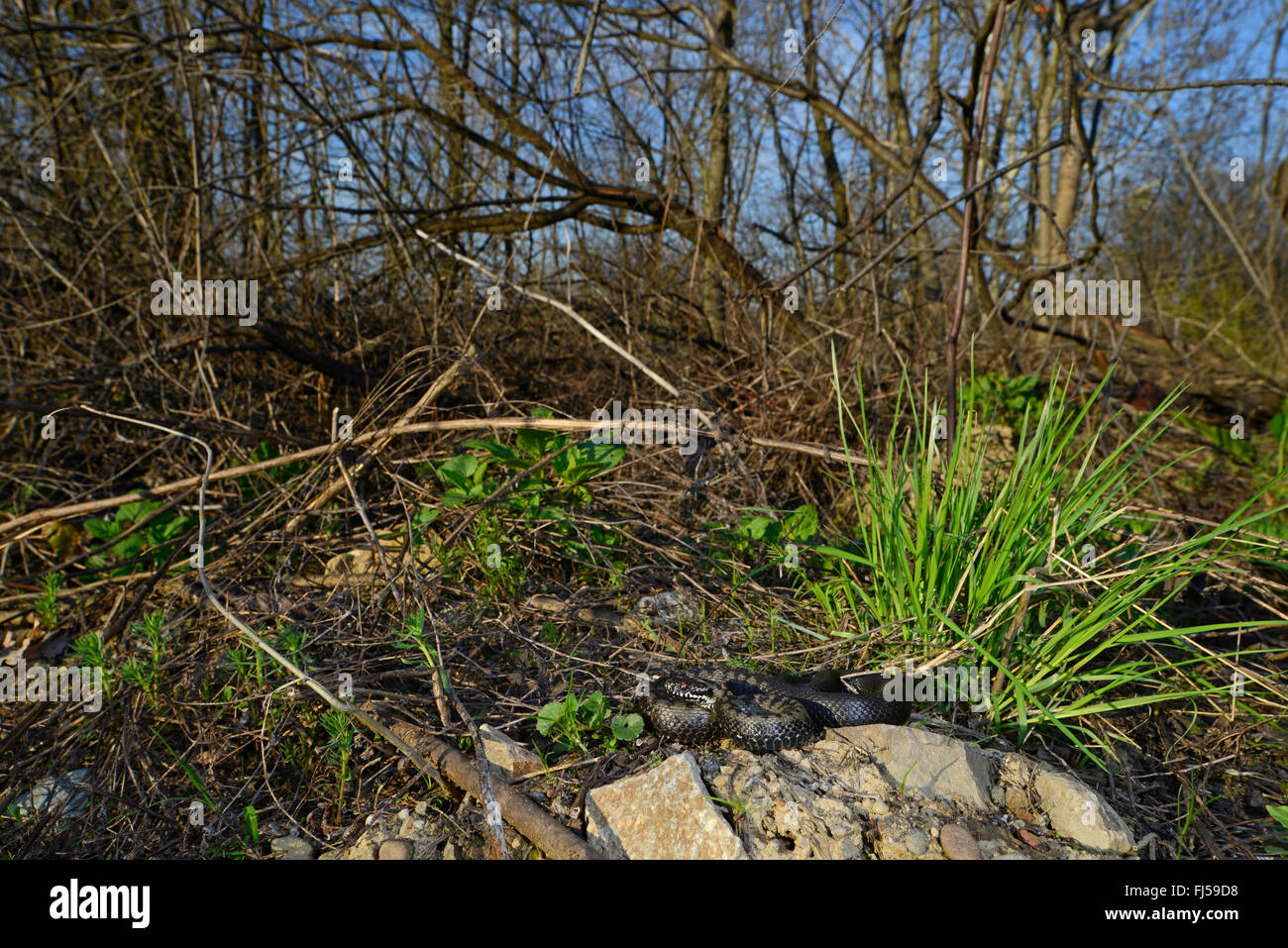 Nikolsky's adder, forest-steppe adder (Vipera nikolskii, Vipera berus ...