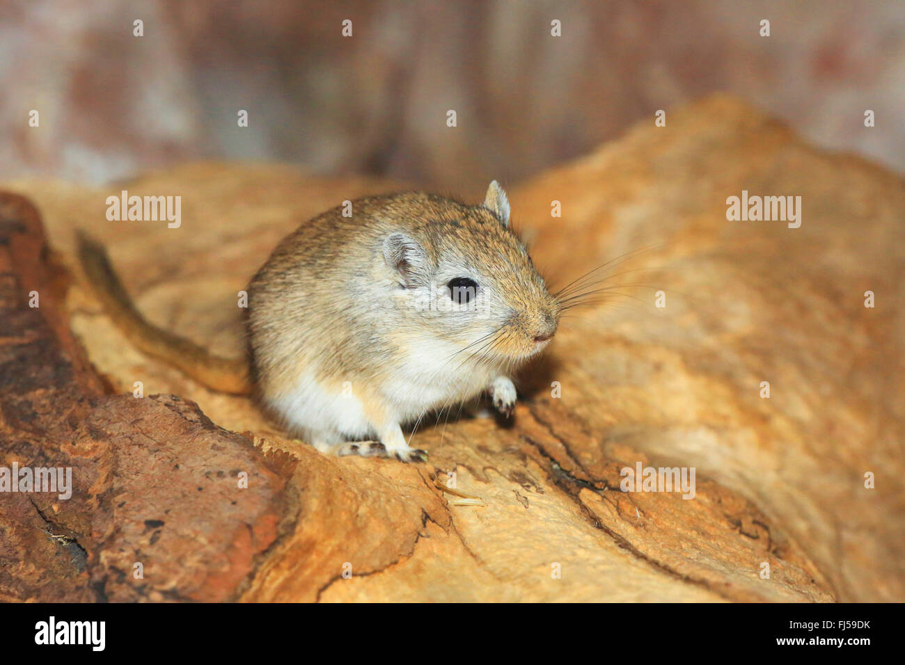 Mongolian gerbil, clawed jird (Meriones unguiculatus), in terrarium ...