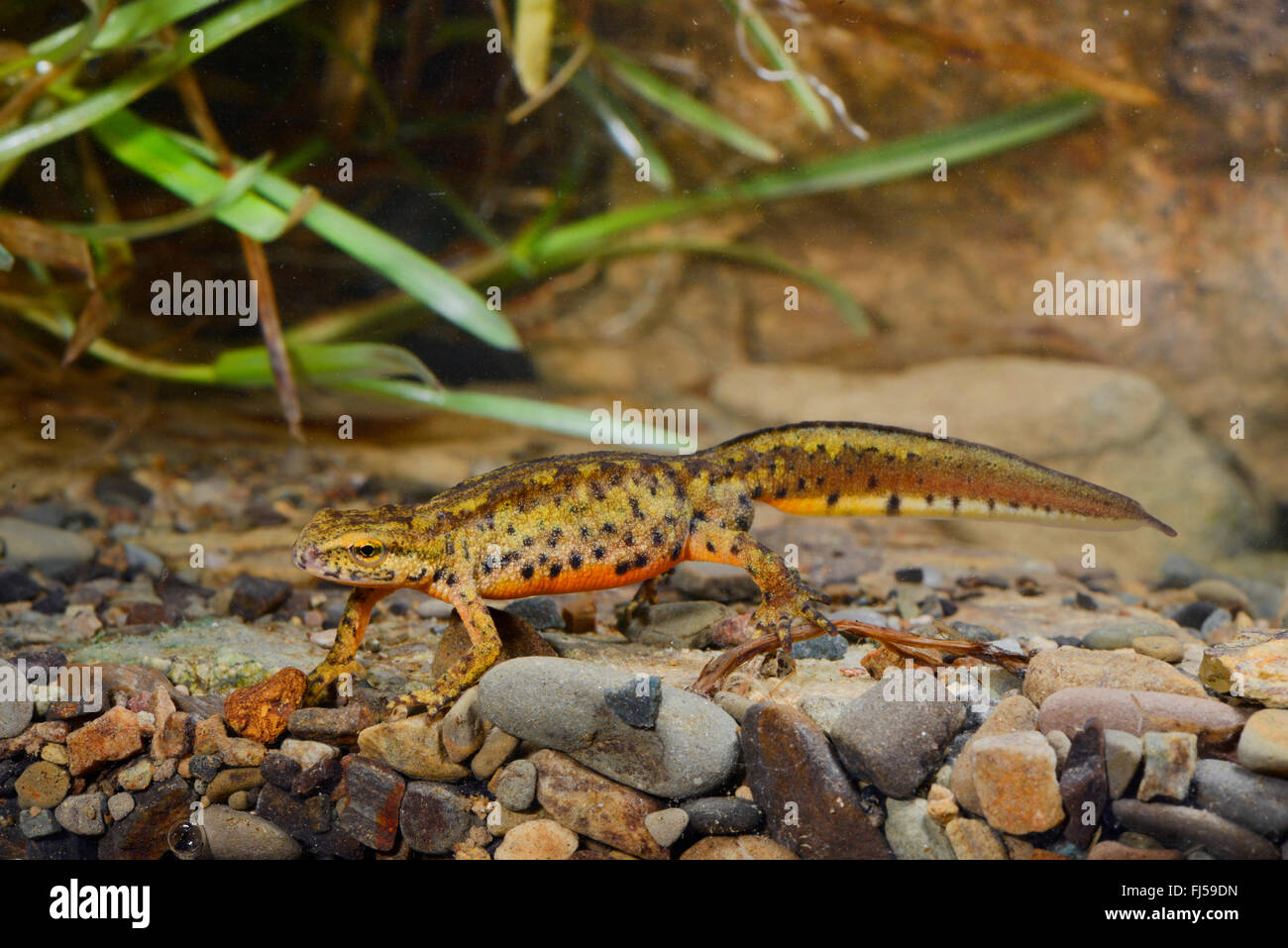 Montandon's newt, Carpathian newt (Lissotriton montandoni, Triturus ...