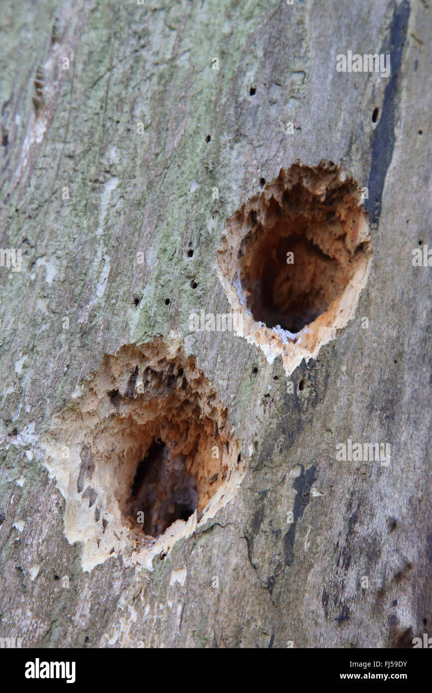 unfinished woodpecker caves inb a tree trunk, Germany Stock Photo - Alamy