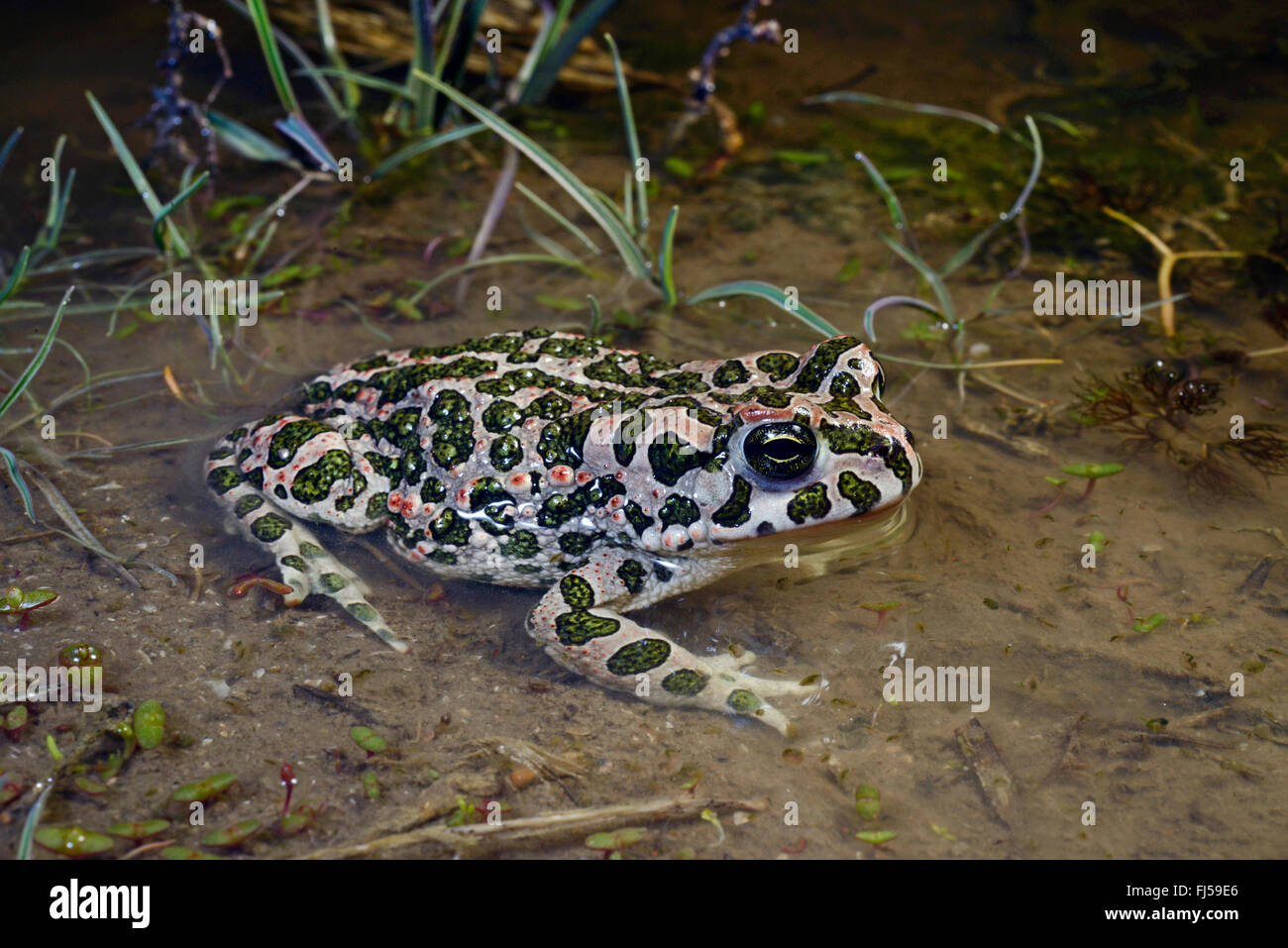 Eastern Green toad, Eastern Variegated toad (Bufo viridis variabilis ...