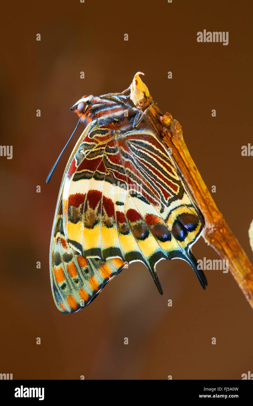 Two-tailed Pasha, Foxy Emperor (Charaxes jasius), just hatched Two ...