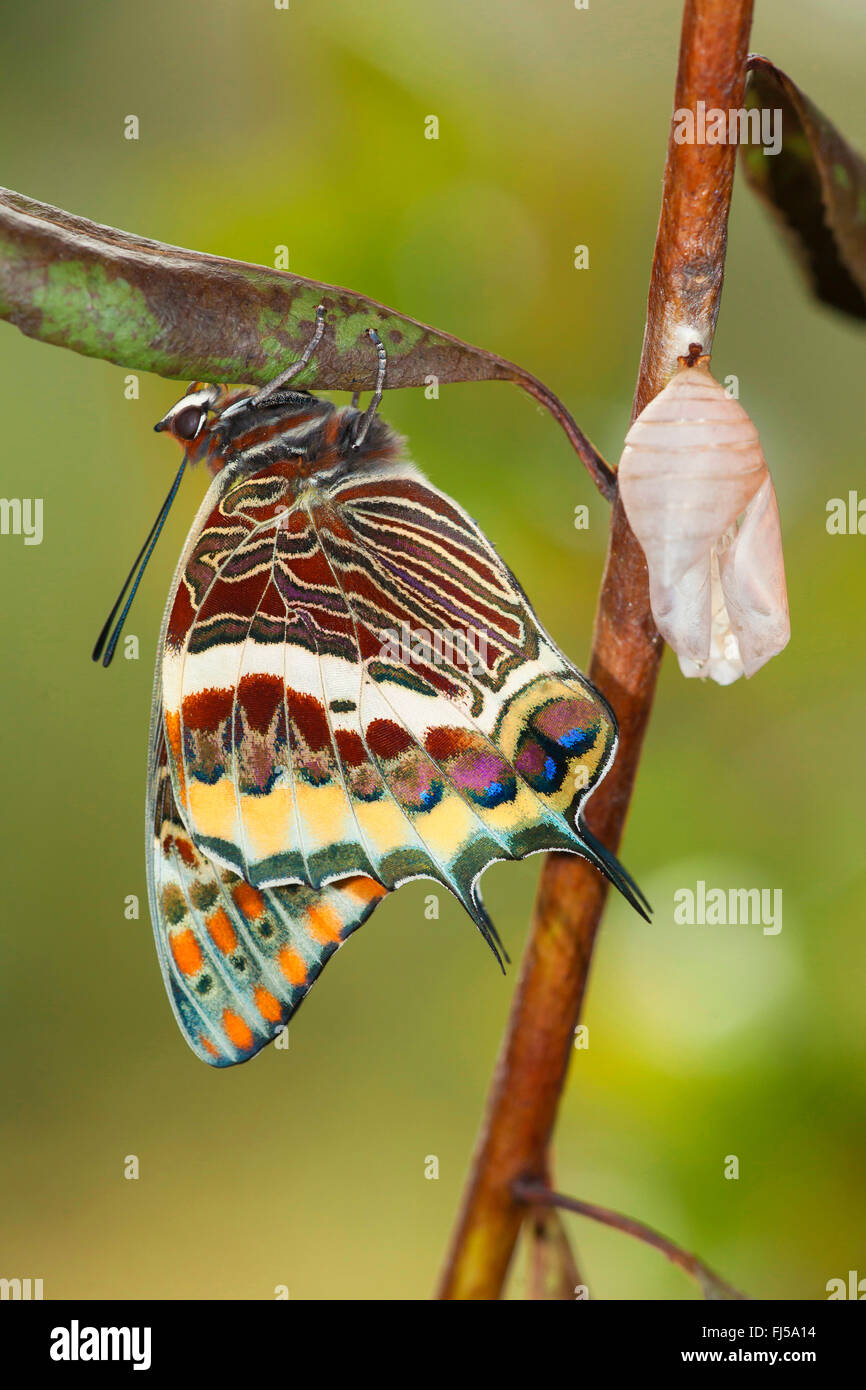 Two-tailed Pasha, Foxy Emperor (Charaxes jasius), just hatched Two ...