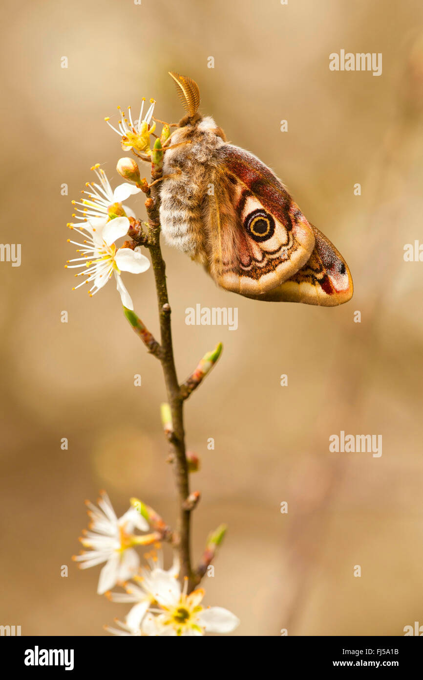 Emperor moth, Small Emperor Moth (Saturnia pavonia, Eudia pavonia ...