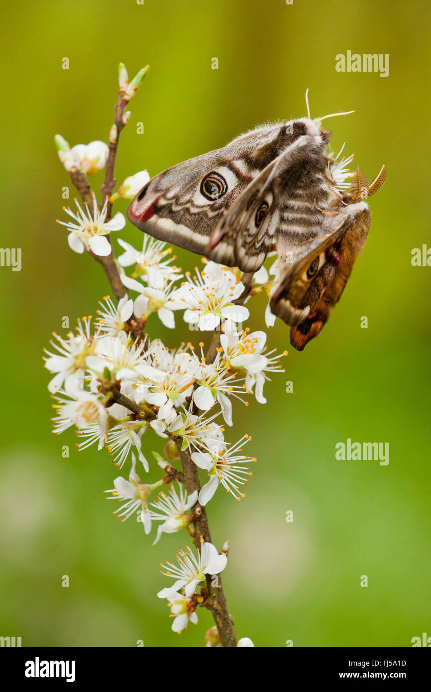 Emperor moth, Small Emperor Moth (Saturnia pavonia, Eudia pavonia ...
