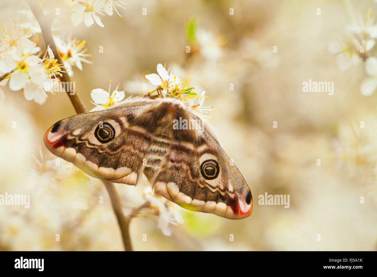 Emperor moth, Small Emperor Moth (Saturnia pavonia, Eudia pavonia ...