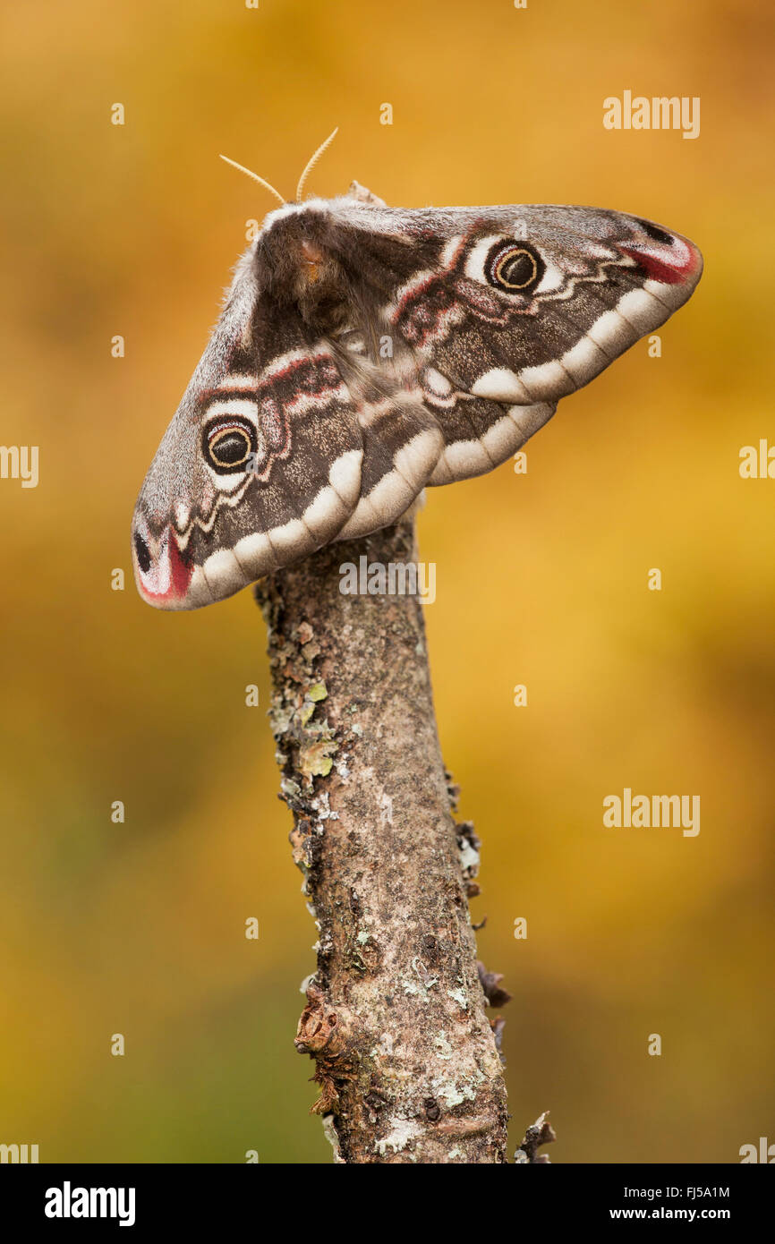 Emperor moth, Small Emperor Moth (Saturnia pavonia, Eudia pavonia ...