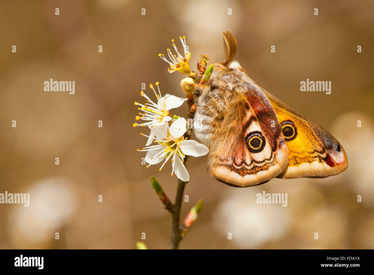 Emperor moth, Small Emperor Moth (Saturnia pavonia, Eudia pavonia ...