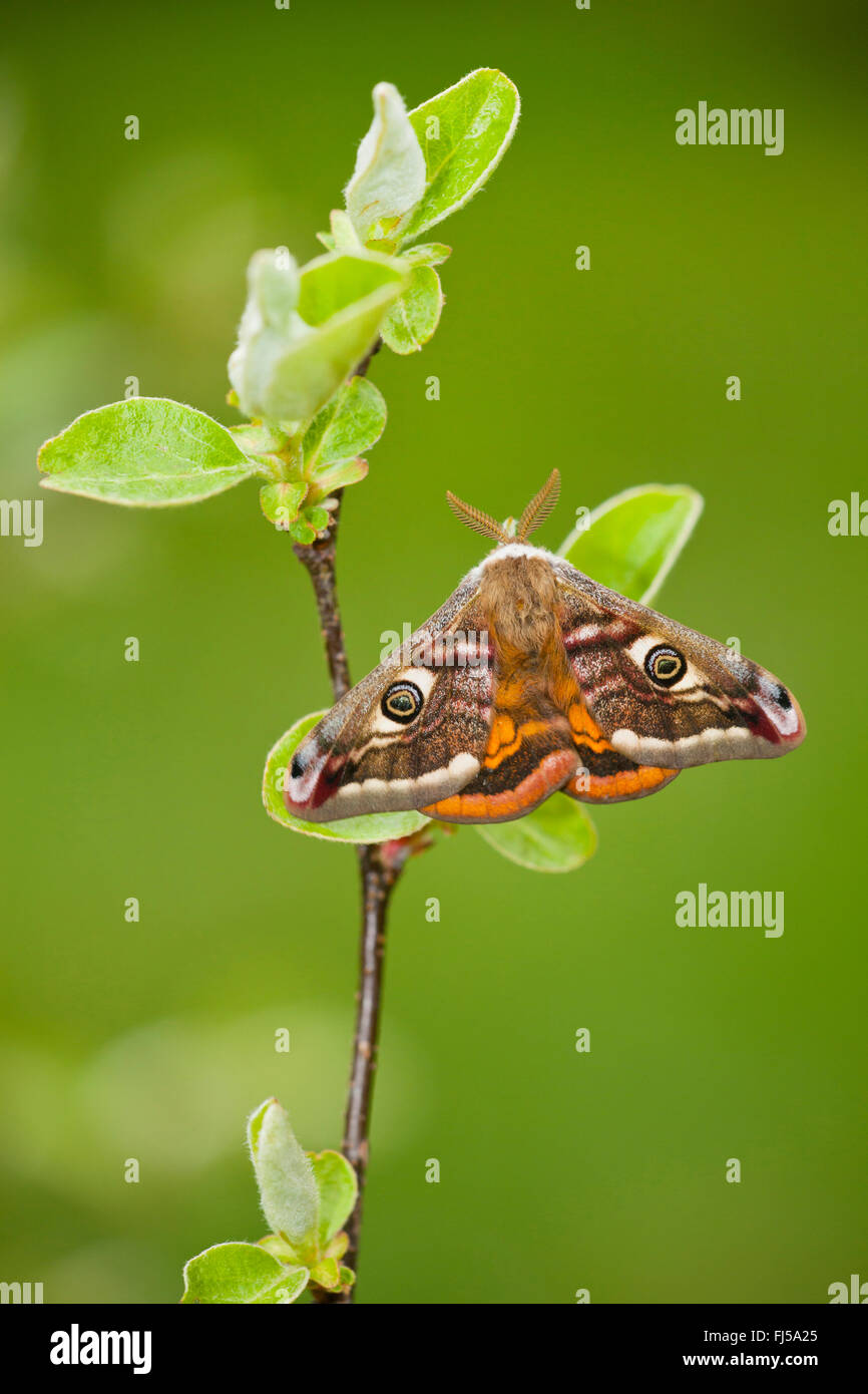 Emperor moth, Small Emperor Moth (Saturnia pavonia, Eudia pavonia ...