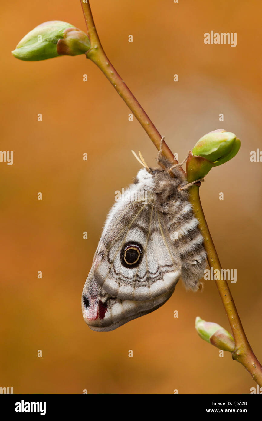 Emperor moth, Small Emperor Moth (Saturnia pavonia, Eudia pavonia ...