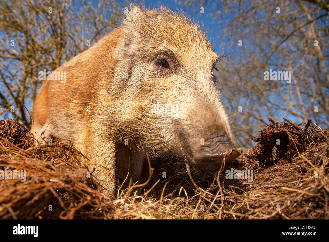 Piglets wild boar wild hog hi-res stock photography and images - Alamy