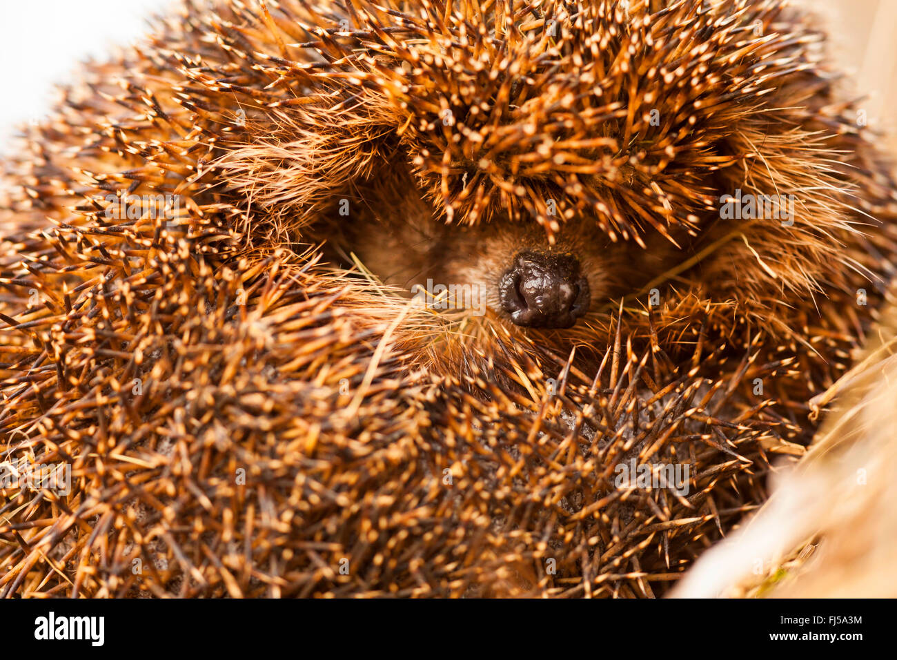 Western hedgehog, European hedgehog (Erinaceus europaeus), rolled-up in ...
