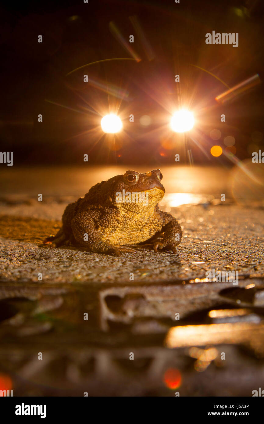 Toad migration route hi-res stock photography and images - Alamy