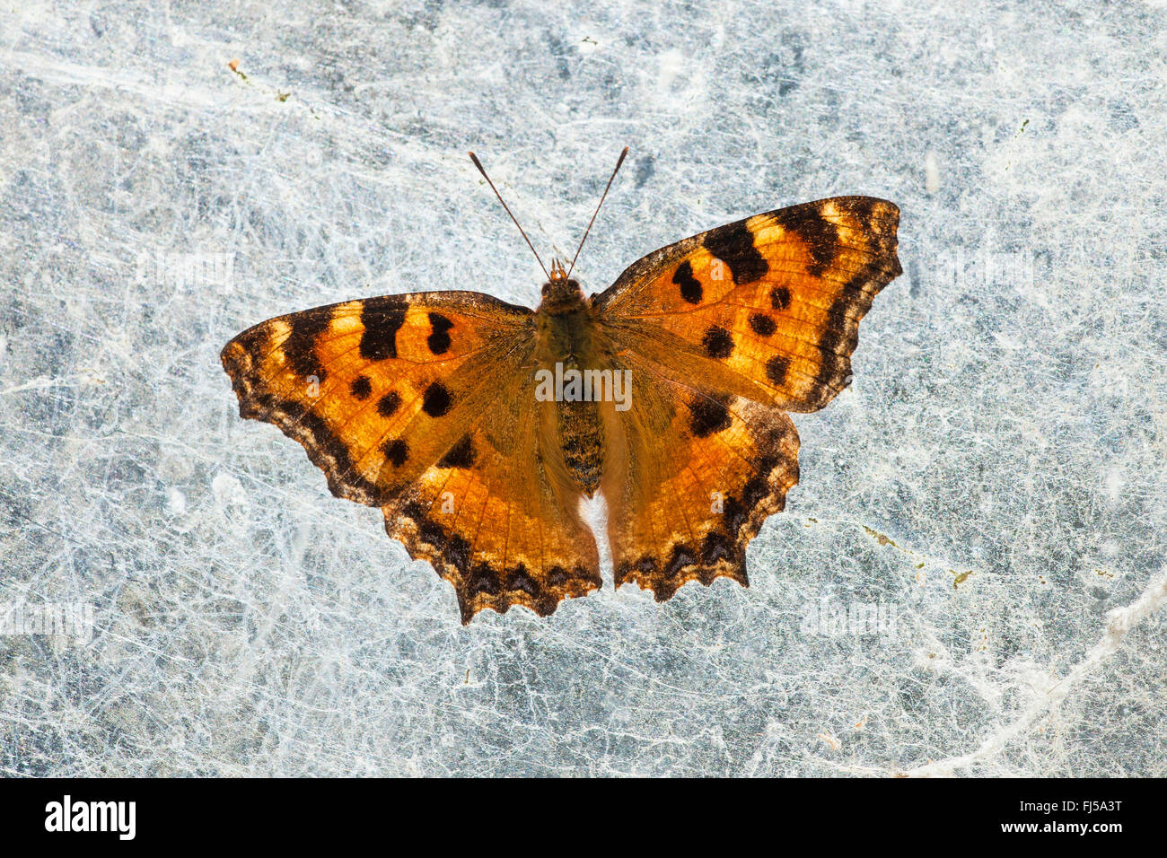 large tortoiseshell (Nymphalis polychloros, Vanessa polychloros), sits ...