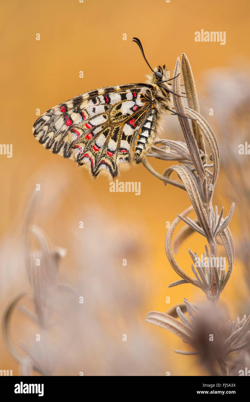 Spanish Festoon, Southern festoon (Zerynthia rumina), on withered ...