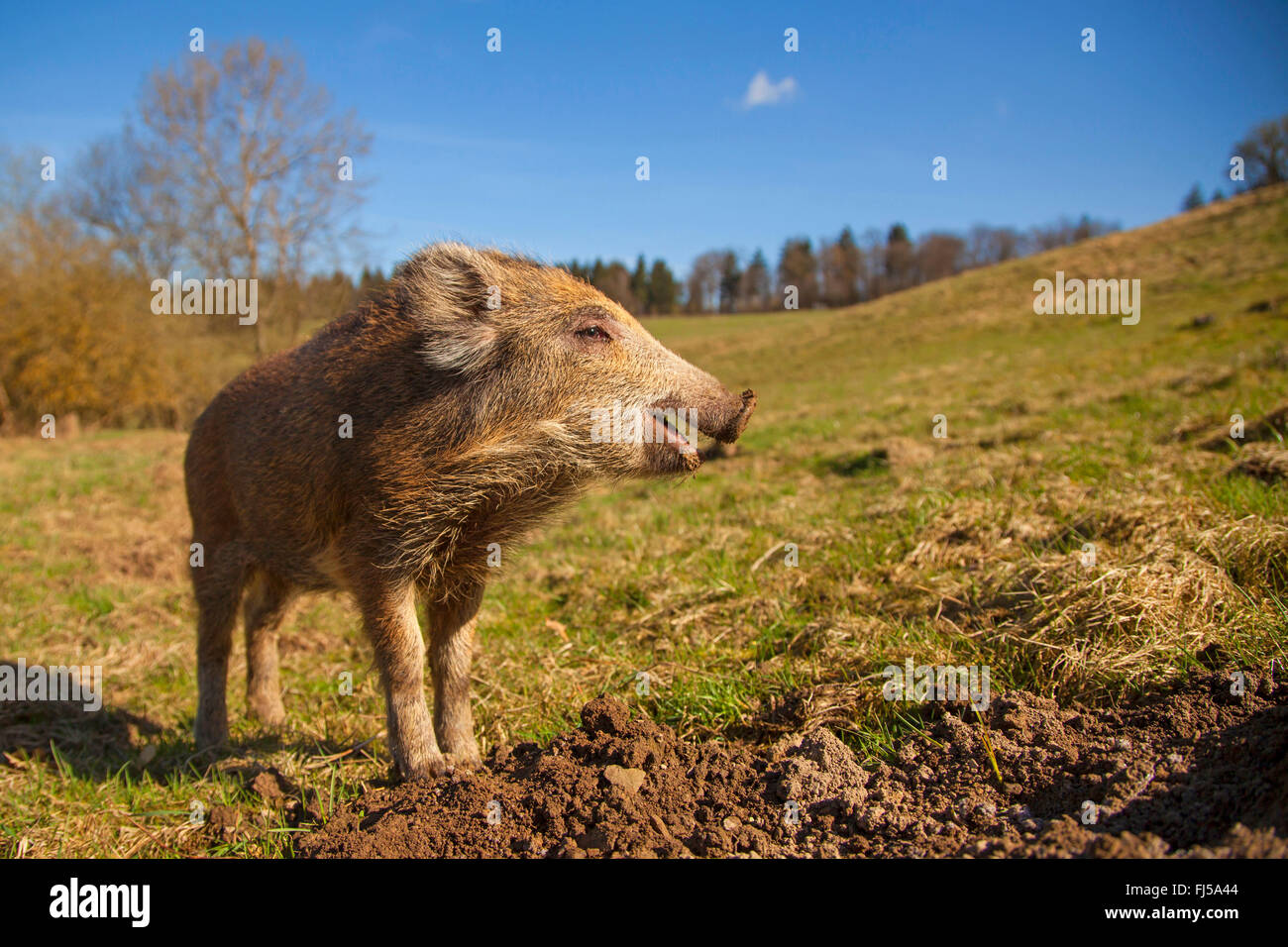 Pig mouth open hi-res stock photography and images - Alamy