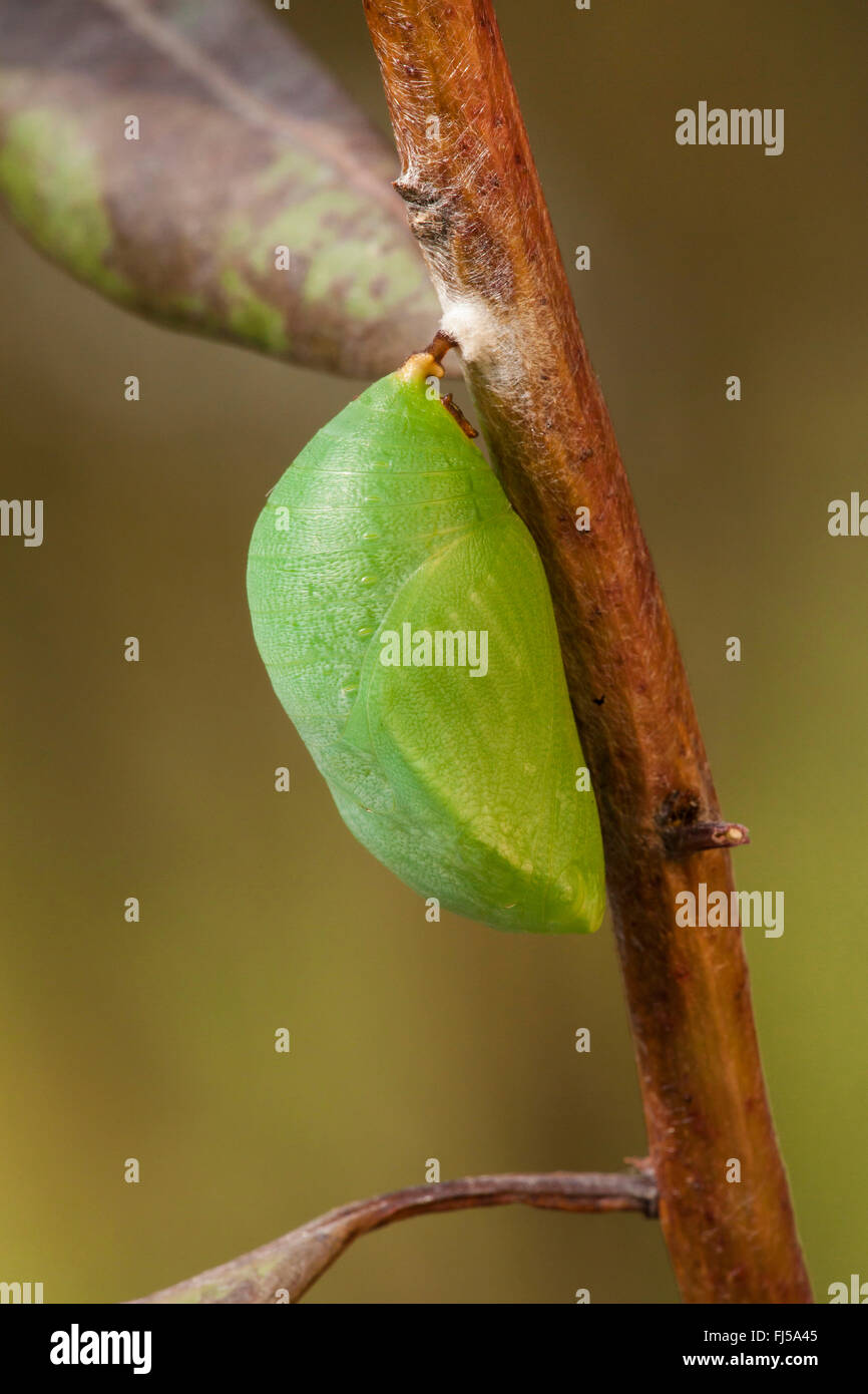 Two-tailed Pasha, Foxy Emperor (Charaxes jasius), pupa Stock Photo - Alamy