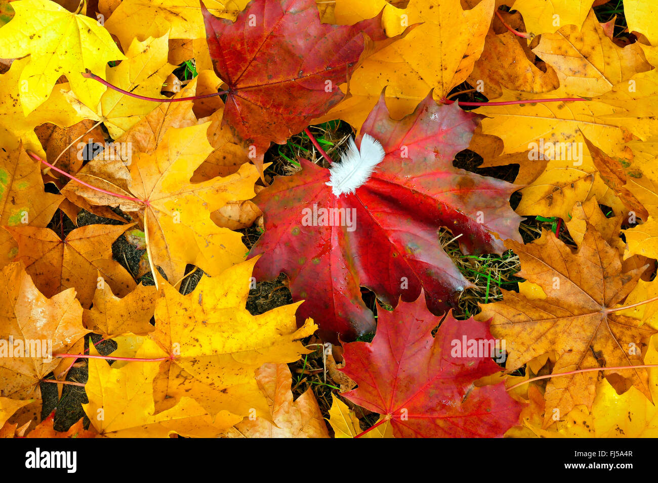 Feathers on leaves hi-res stock photography and images - Alamy