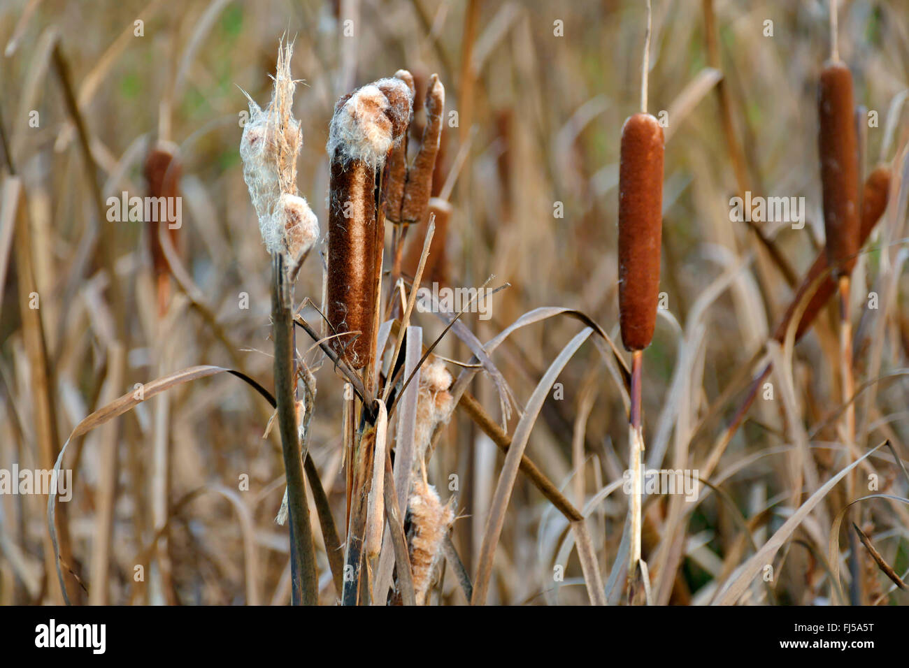 common cattail, broad-leaved cattail, broad-leaved cat's tail, great ...