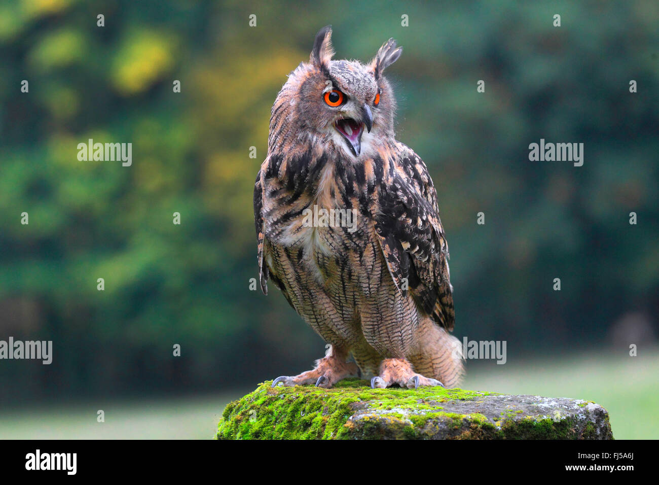 Owl with beak open hi-res stock photography and images - Alamy