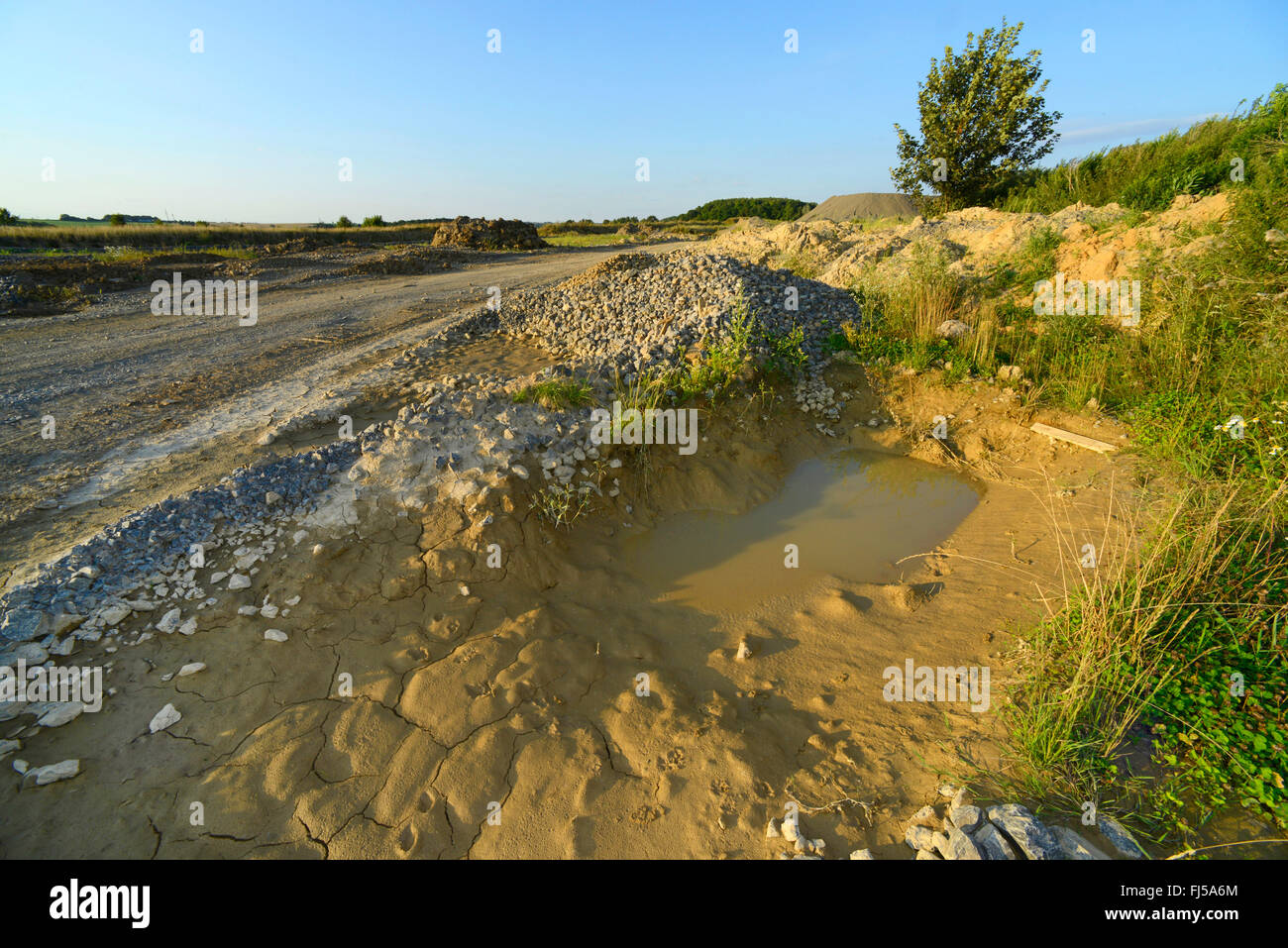 natterjack toad, natterjack, British toad (Bufo calamita), mudhole for ...