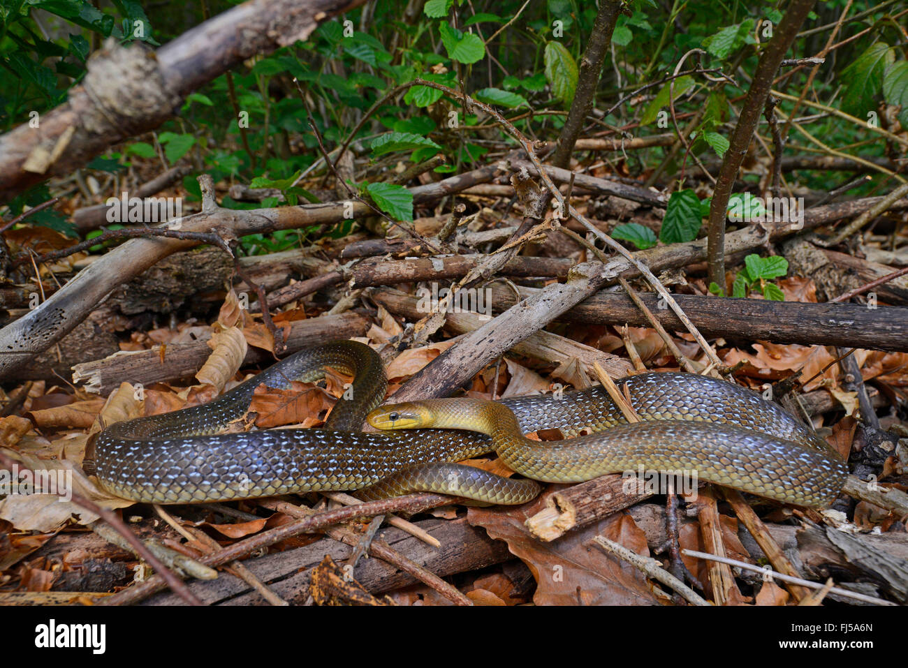 Sunbathing snakes hi-res stock photography and images - Alamy