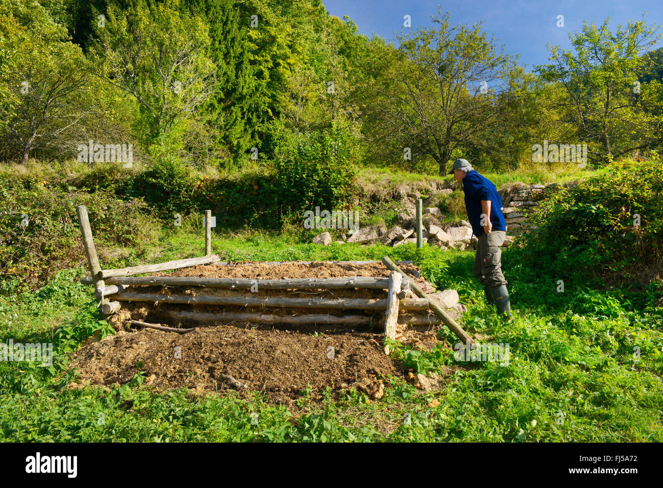 Aesculapian snake (Elaphe longissima, Zamenis longissimus ...