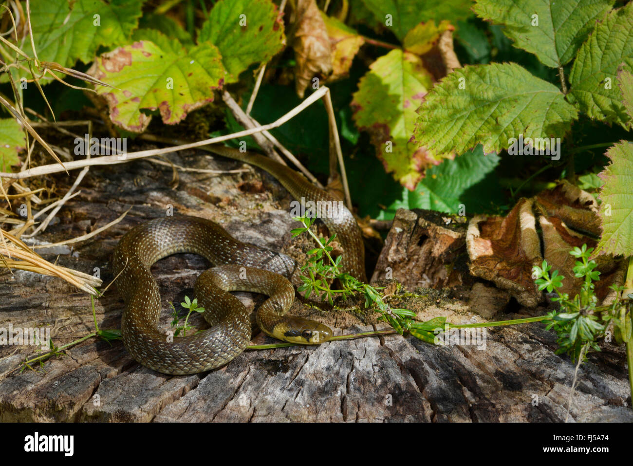 Juvenile tree snake hi-res stock photography and images - Alamy